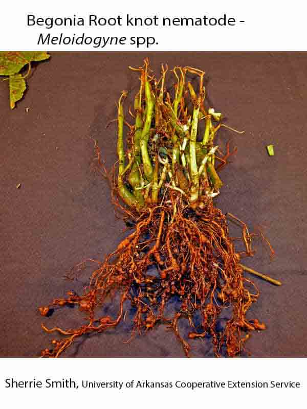 Plant Disease Database
