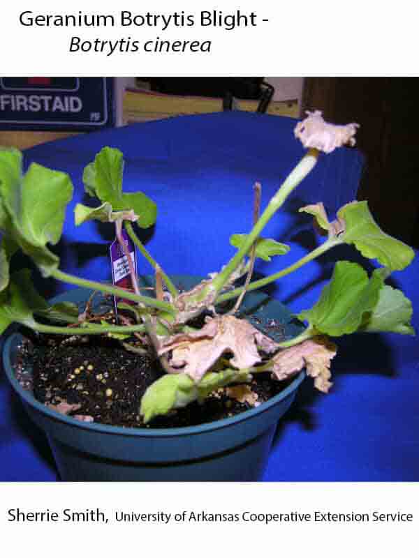 Plant Disease Database