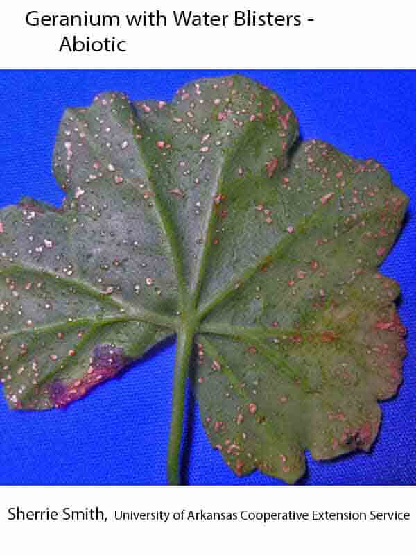 Plant Disease Database