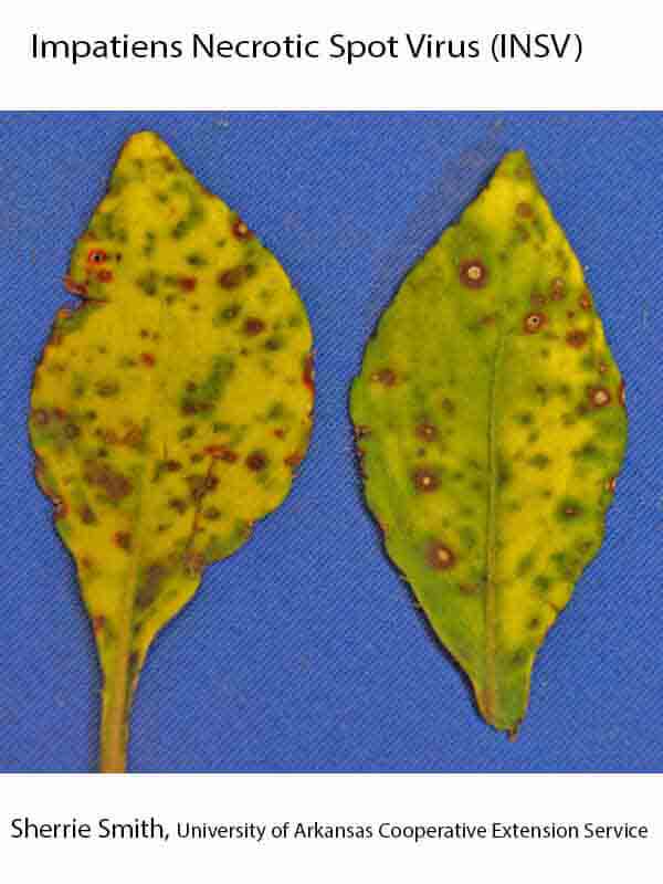 Plant Disease Database