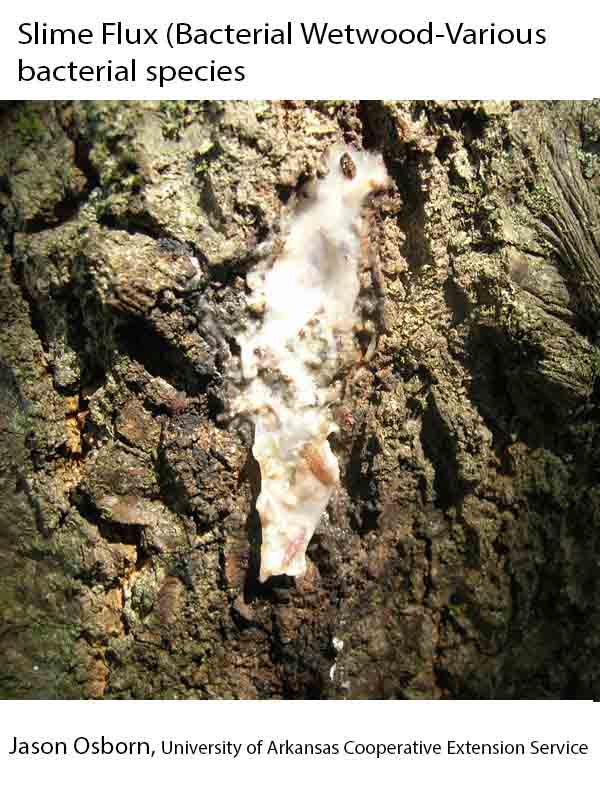 Plant Disease Database