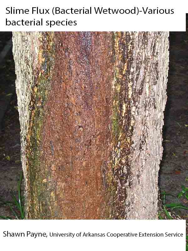 Plant Disease Database