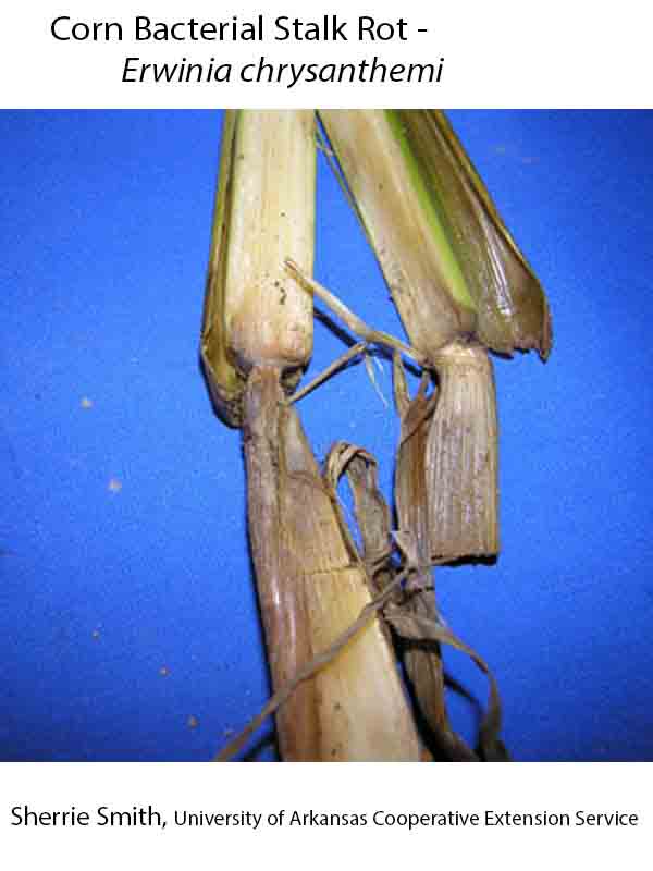 Plant Disease Database