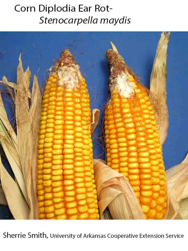 Plant Disease Database