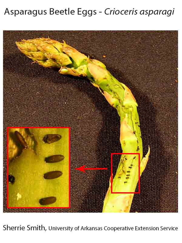 Plant Disease Database