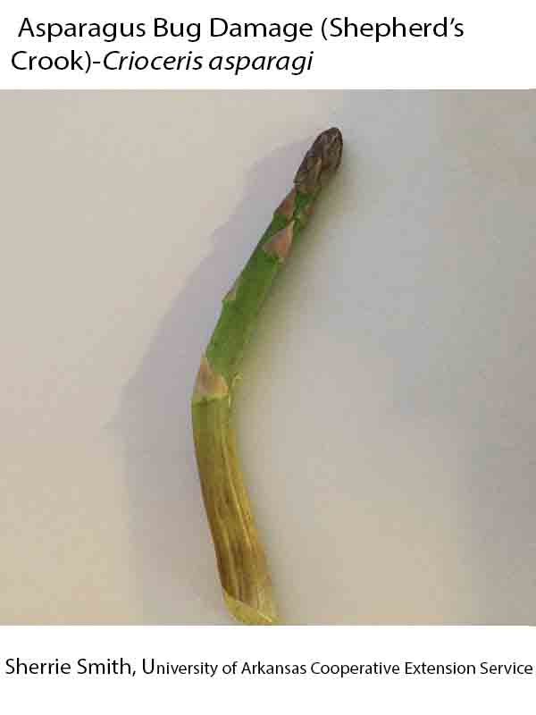 Plant Disease Database