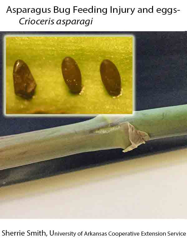 Plant Disease Database