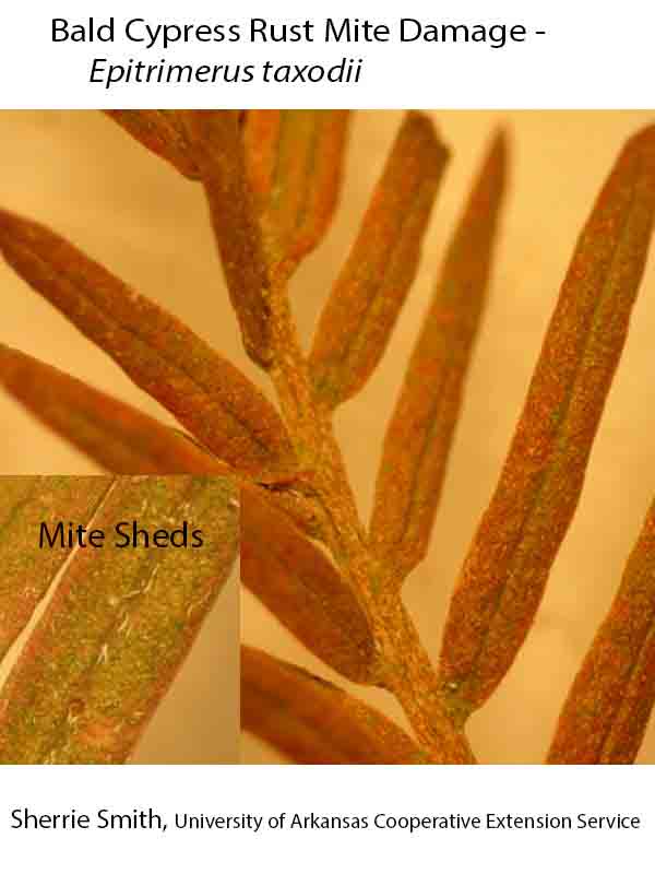 Plant Disease Database