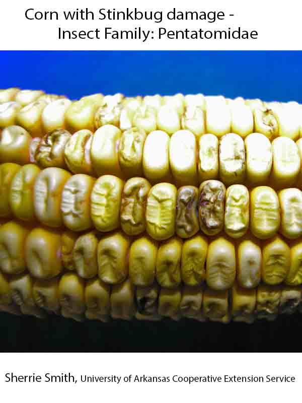 Plant Disease Database
