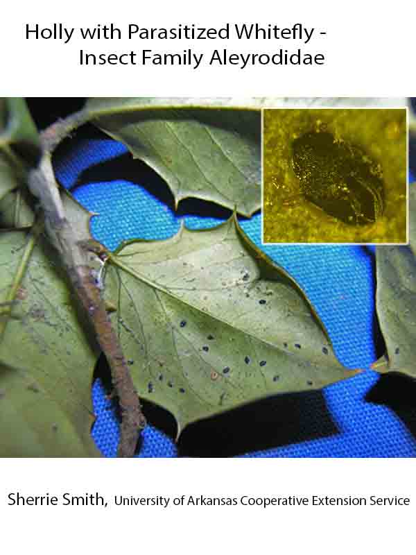 Plant Disease Database