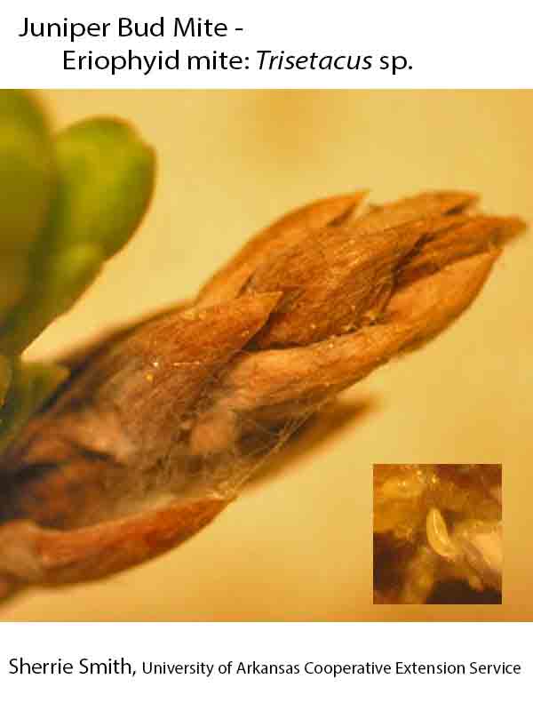 Plant Disease Database