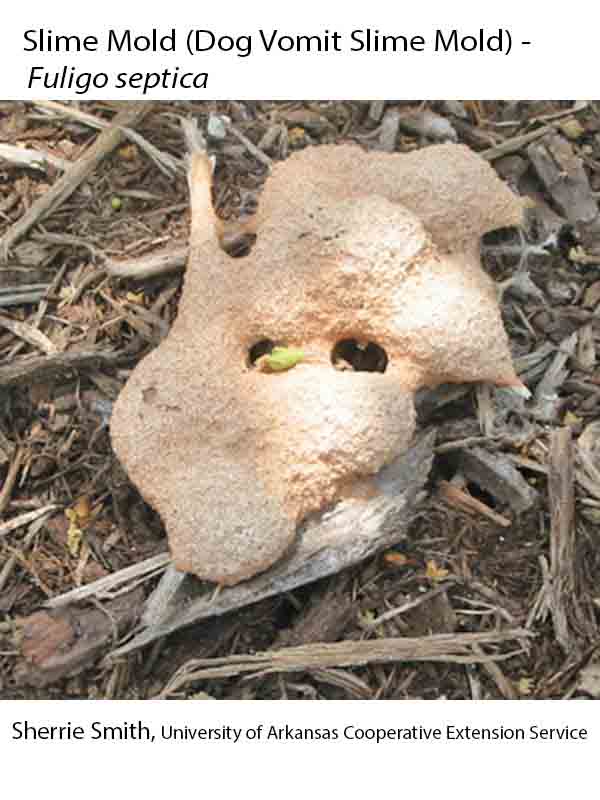 Plant Disease Database
