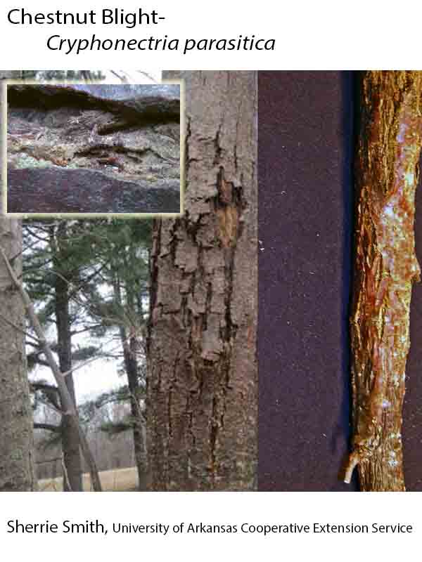 Plant Disease Database