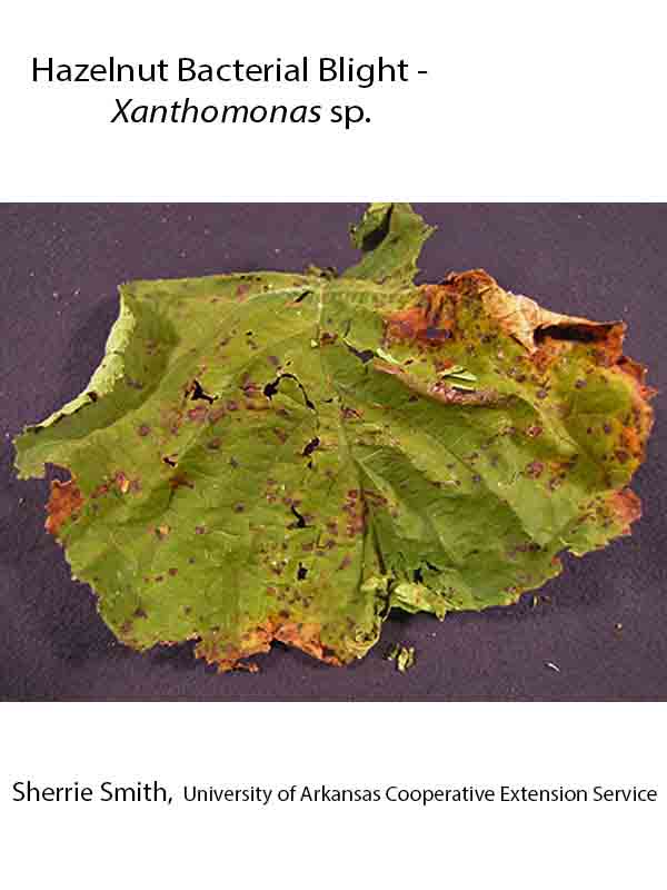 Plant Disease Database