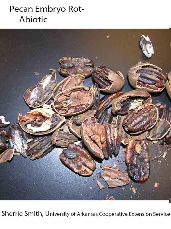 Plant Disease Database
