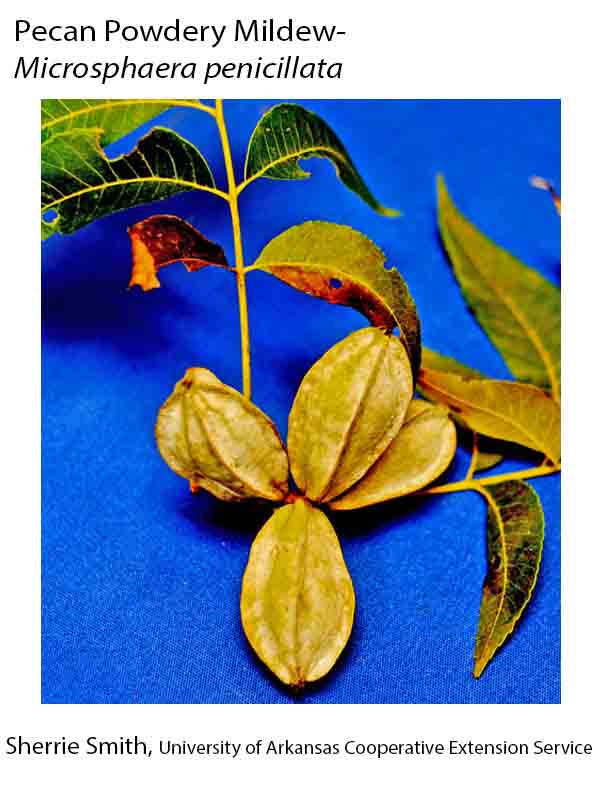 Plant Disease Database