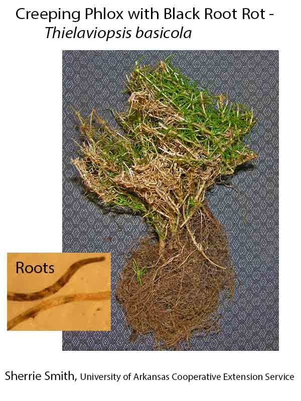 Plant Disease Database
