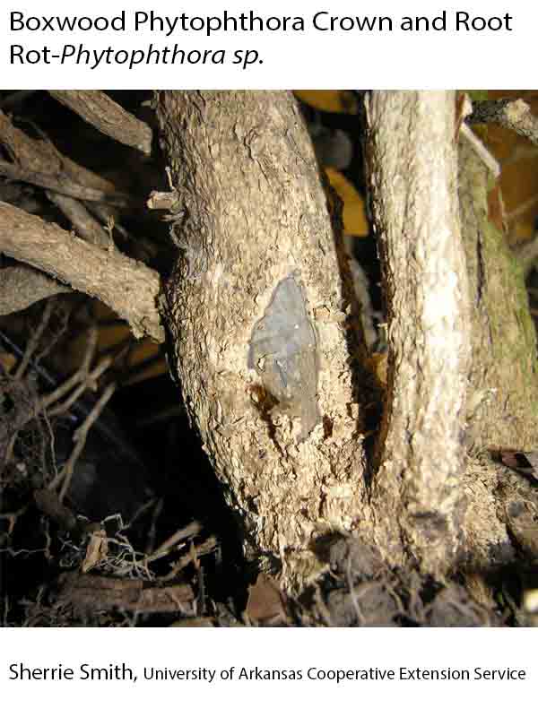 Plant Disease Database