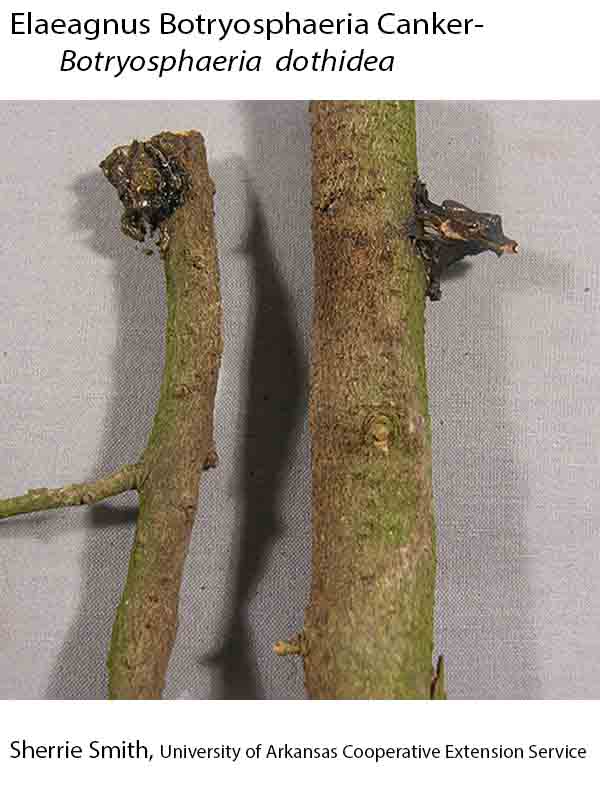 Plant Disease Database
