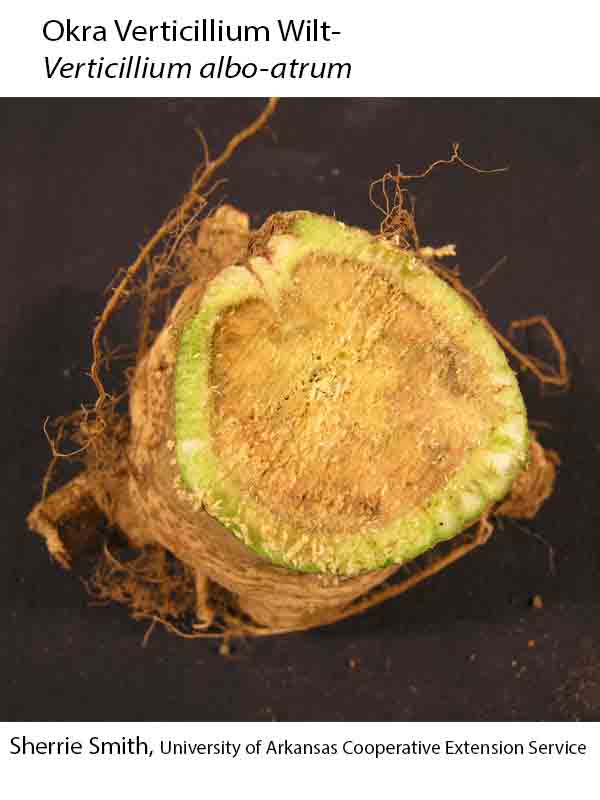 Plant Disease Database
