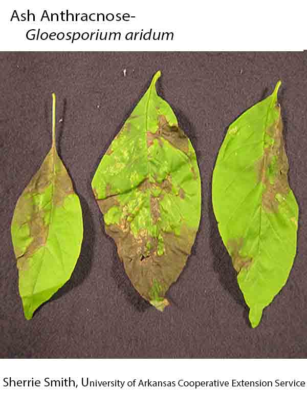 Plant Disease Database