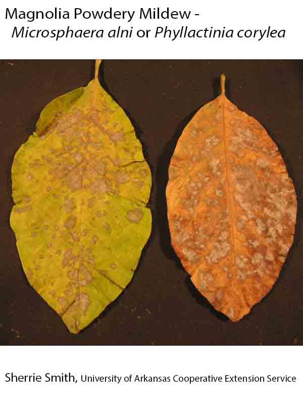 Plant Disease Database