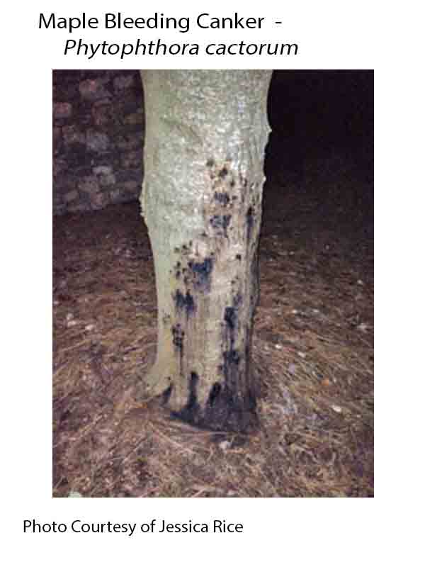 Plant Disease Database