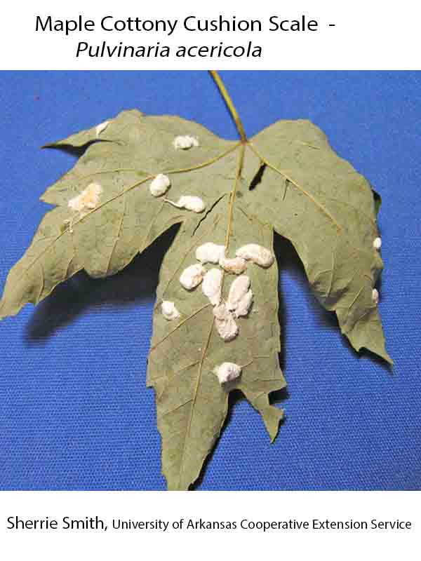 Plant Disease Database