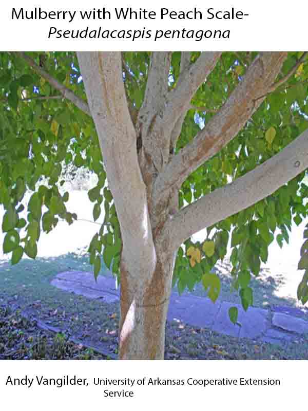 Plant Disease Database