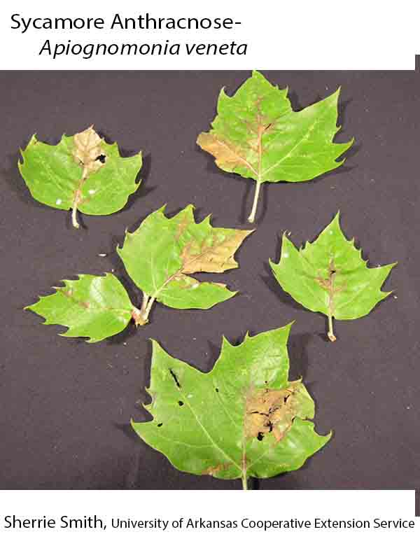 Plant Disease Database