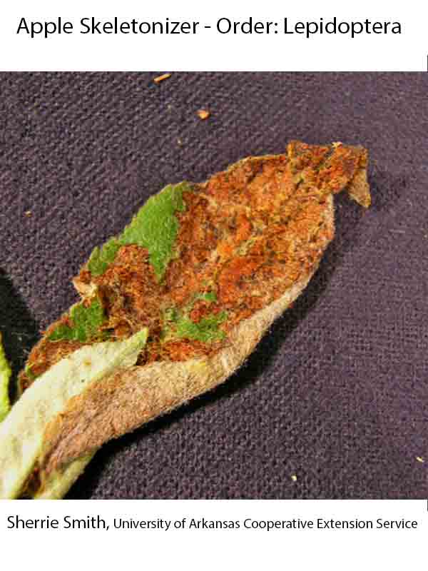 Plant Disease Database