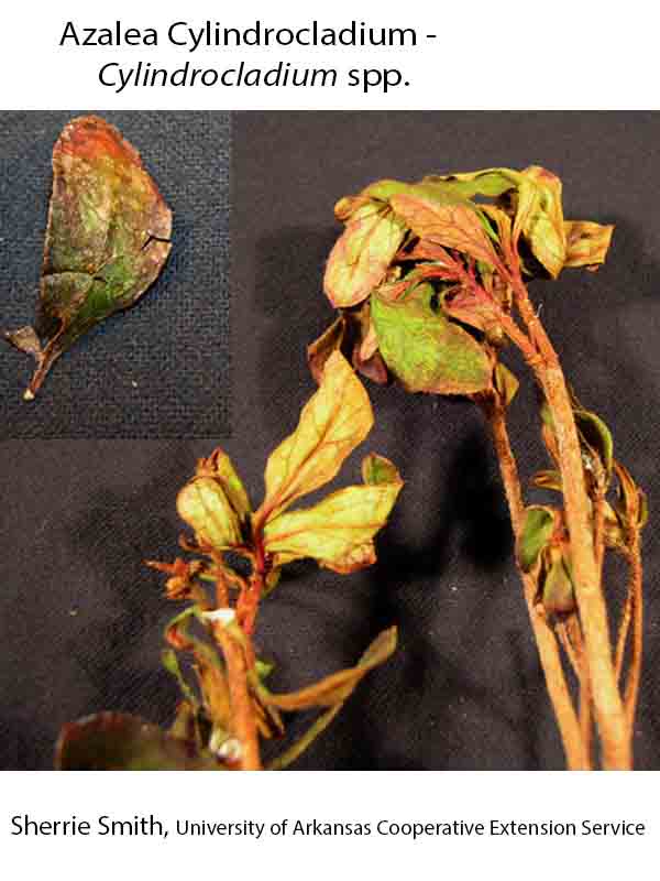 Plant Disease Database