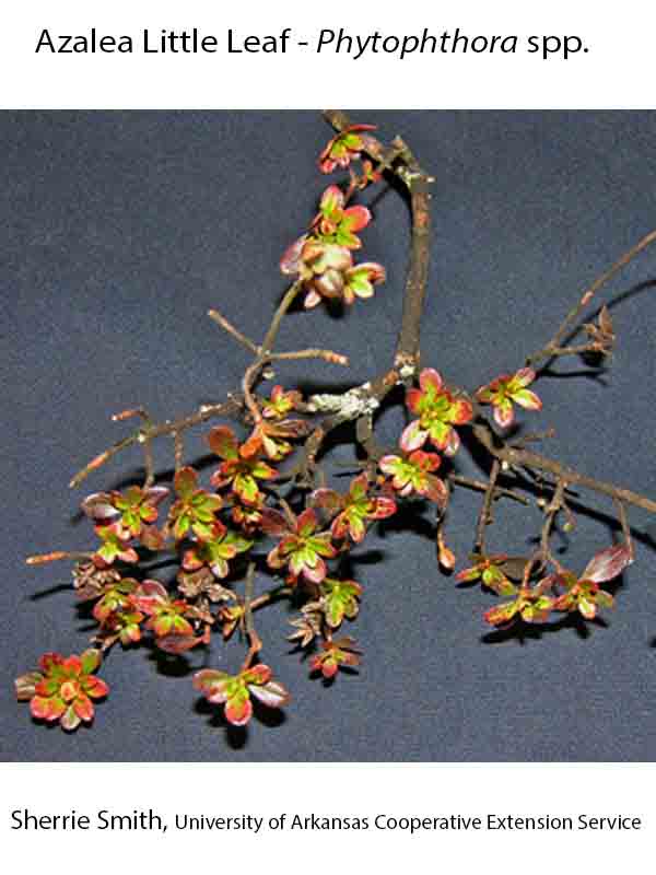 Plant Disease Database