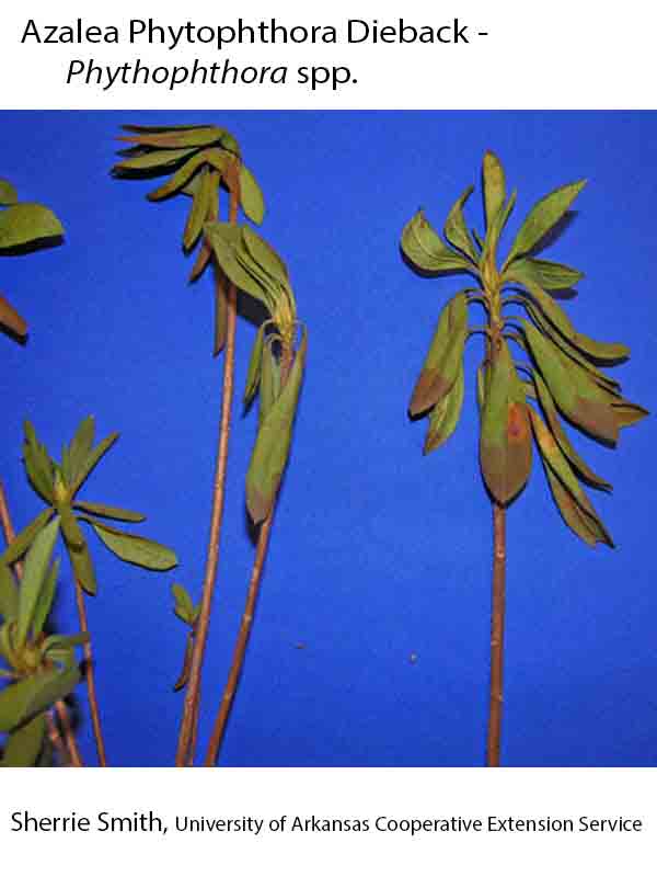 Plant Disease Database