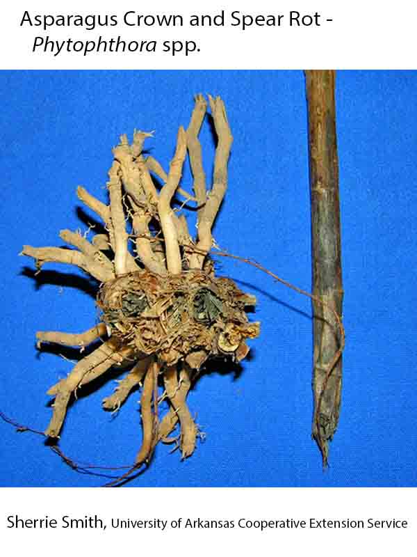 Plant Disease Database