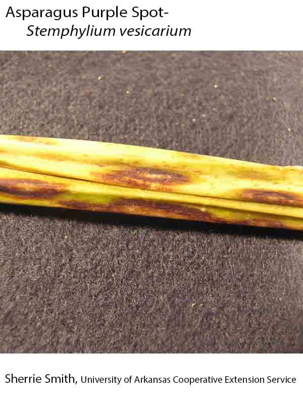 Plant Disease Database