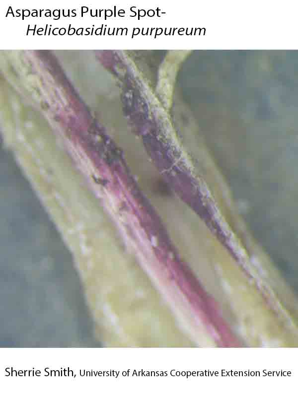 Plant Disease Database