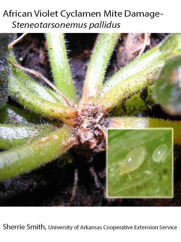 Plant Disease Database