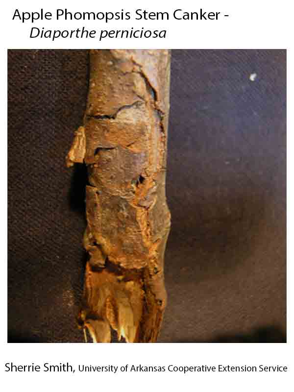 Plant Disease Database