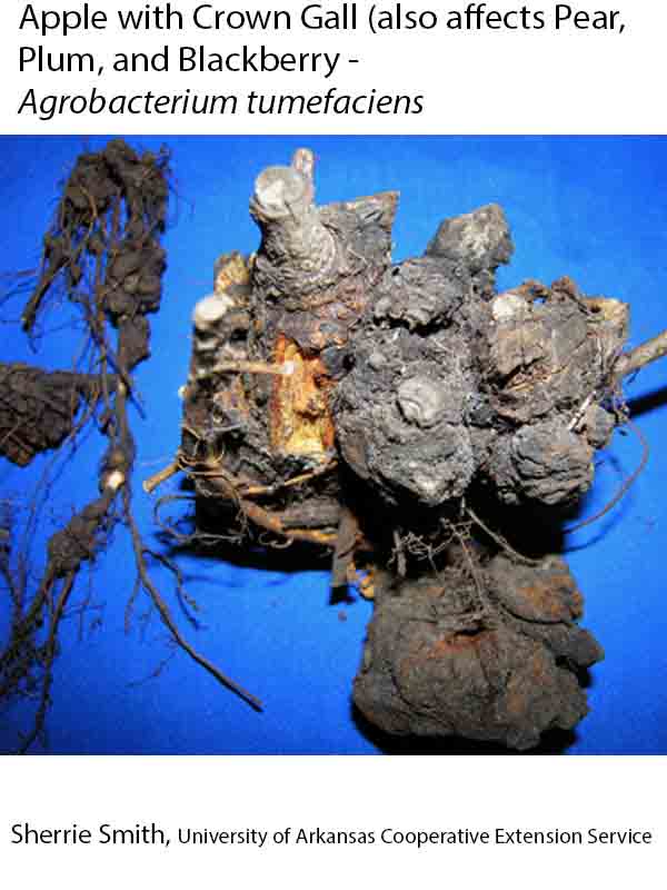Plant Disease Database