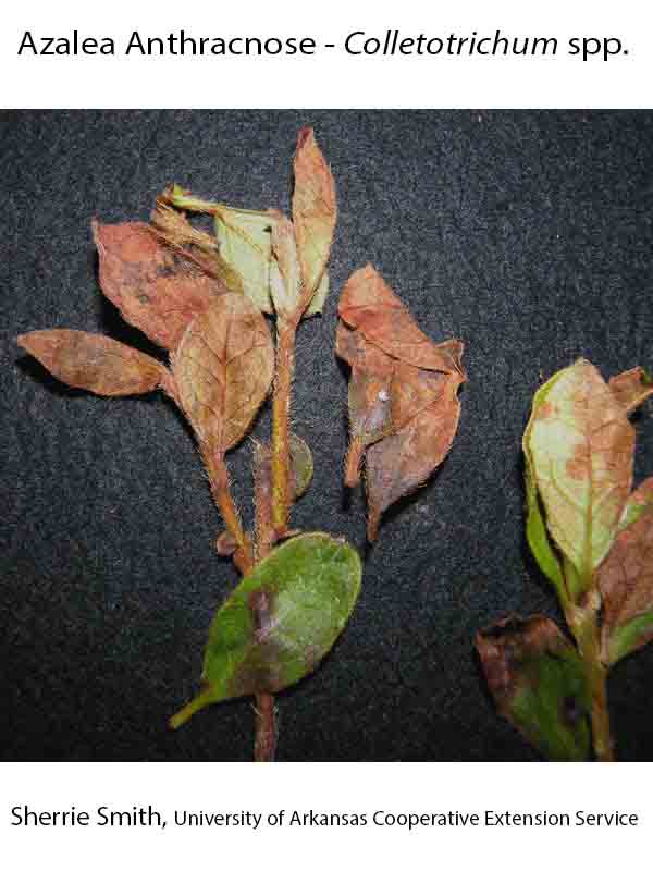 Plant Disease Database