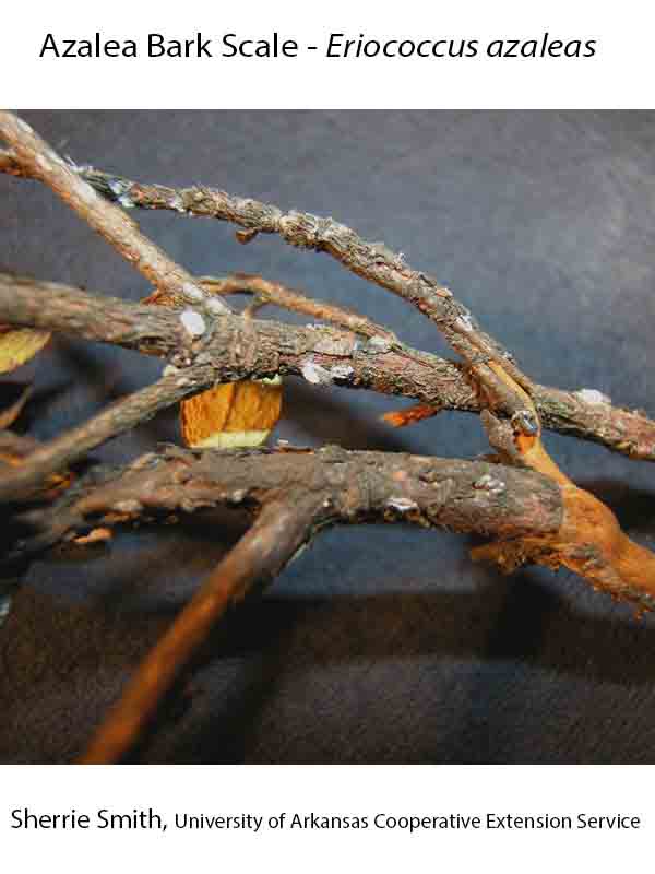 Plant Disease Database