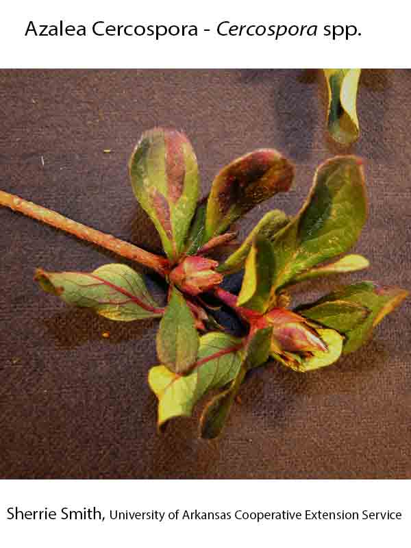 Plant Disease Database
