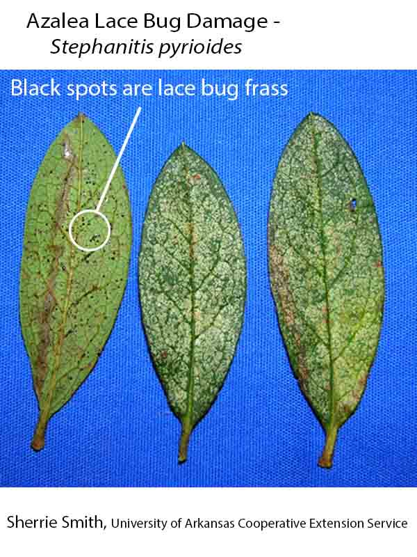 Plant Disease Database