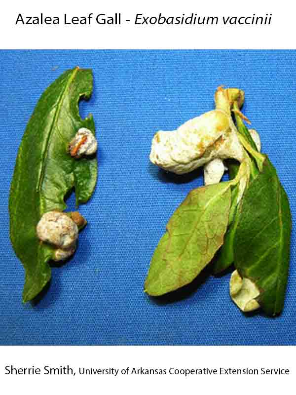 Plant Disease Database