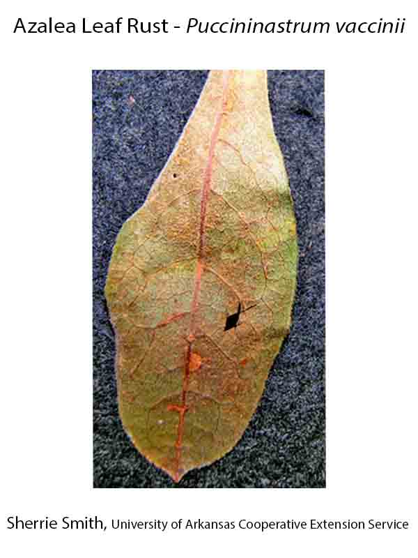 Plant Disease Database