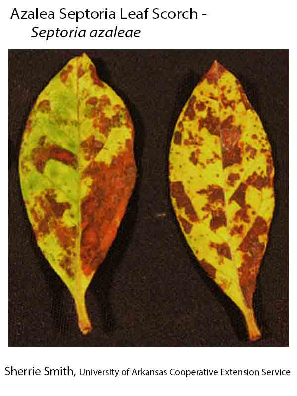 Plant Disease Database