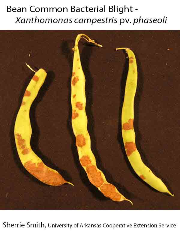 Plant Disease Database