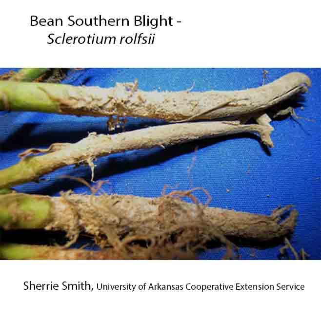 Plant Disease Database