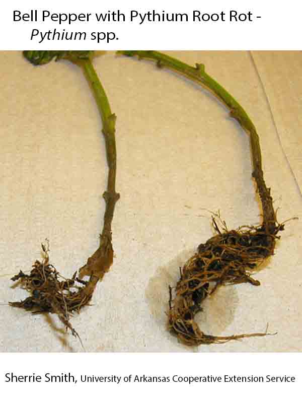 Plant Disease Database